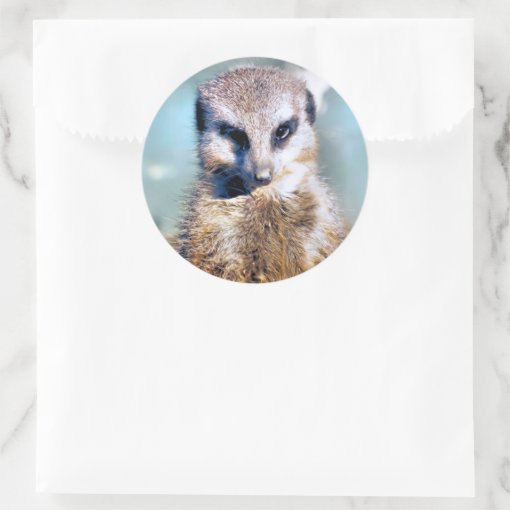 MEERKAT Sticker | Zazzle