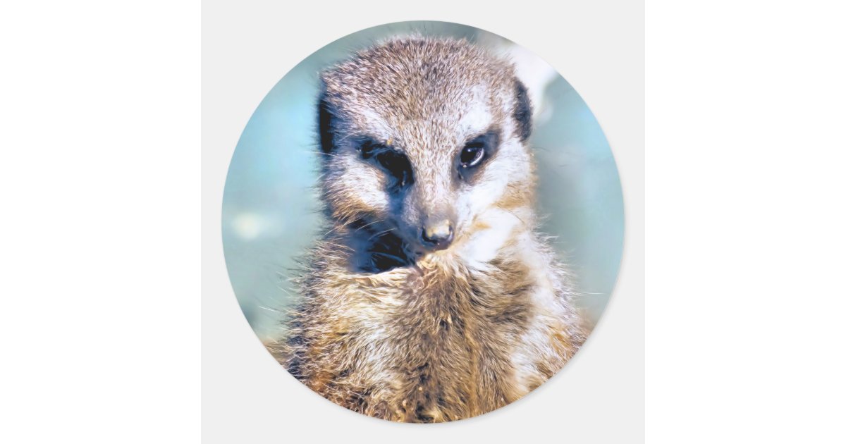 MEERKAT Sticker | Zazzle