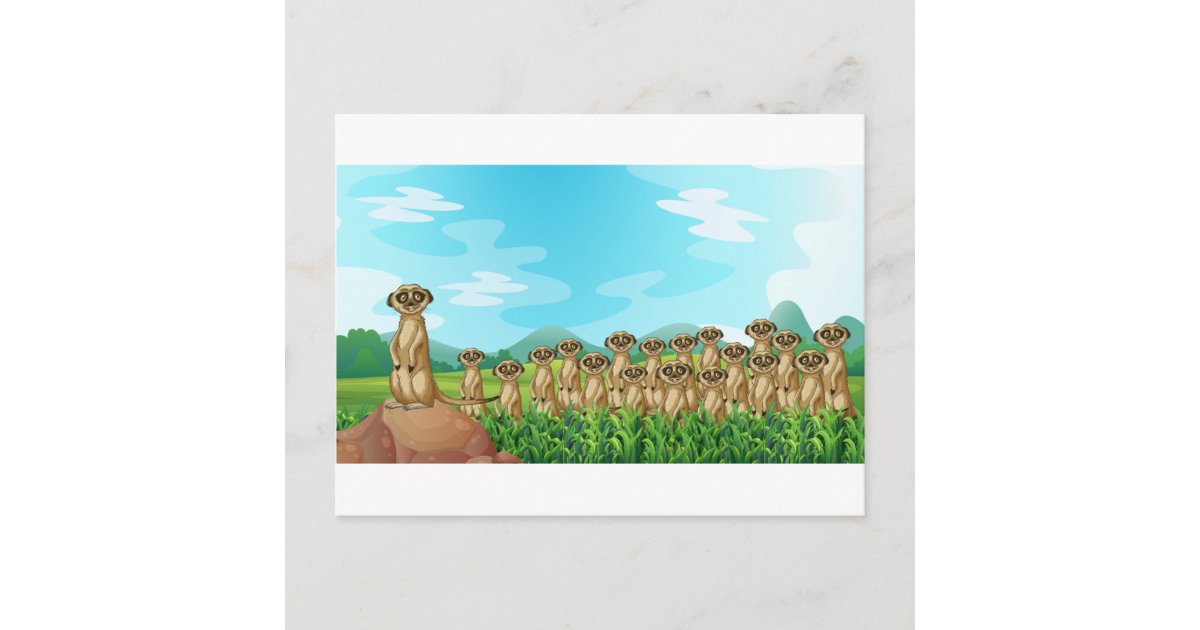 Meerkats Postcard | Zazzle