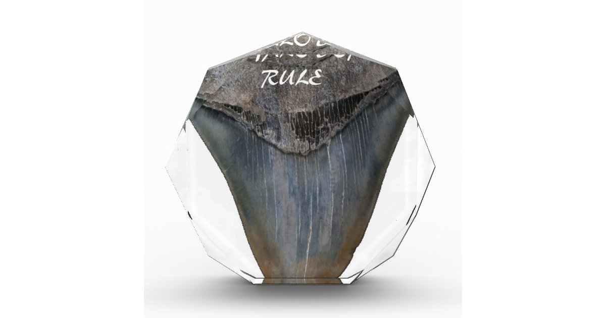 Megalodon Shark Tooth Award | Zazzle