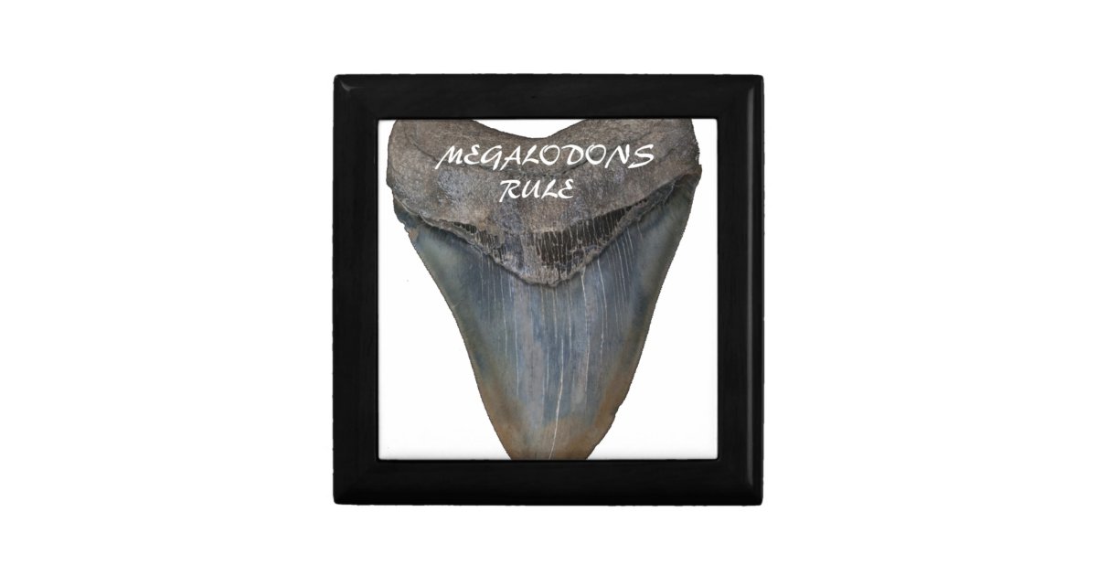 Megalodon Shark Tooth Jewelry Box | Zazzle
