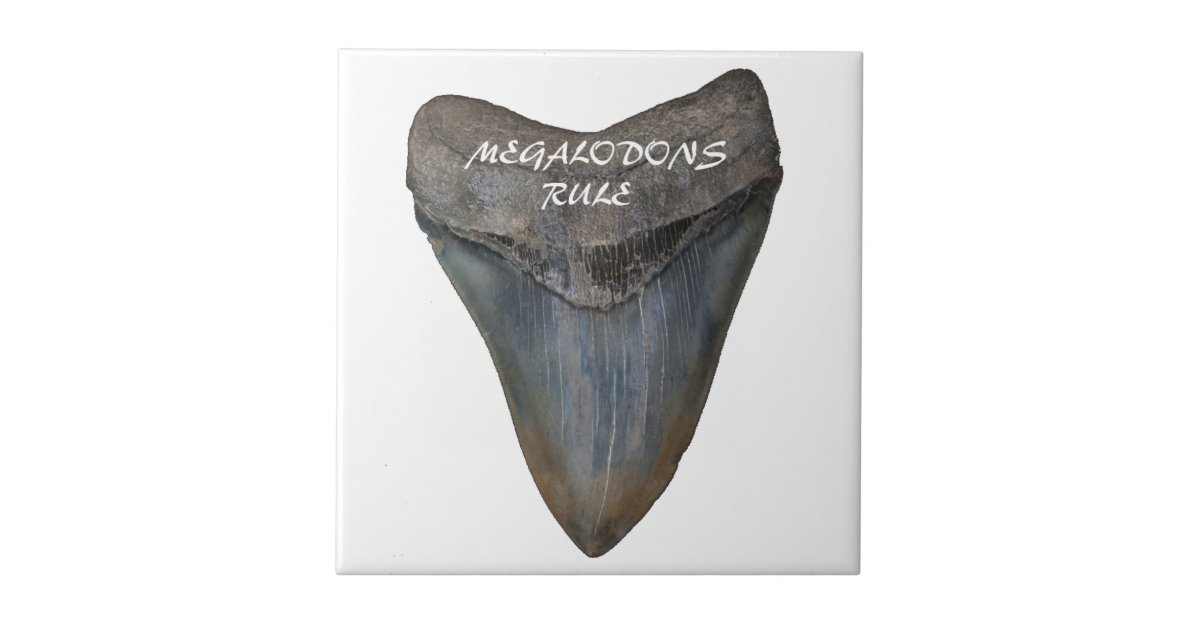 Megalodon Shark Tooth Tile | Zazzle
