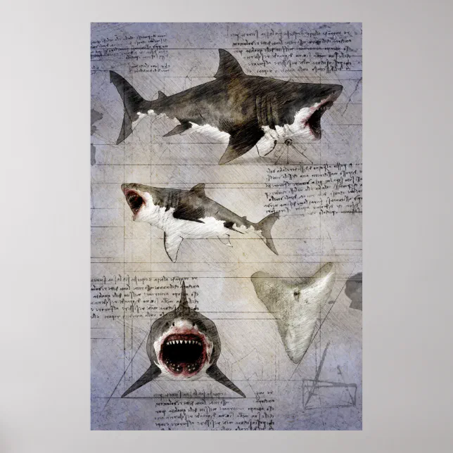 Megalodon sketch poster | Zazzle