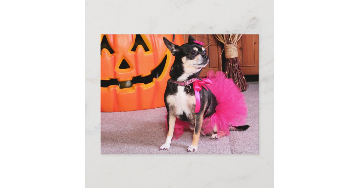 Meka - Chihuahua - Shaver Postcard | Zazzle