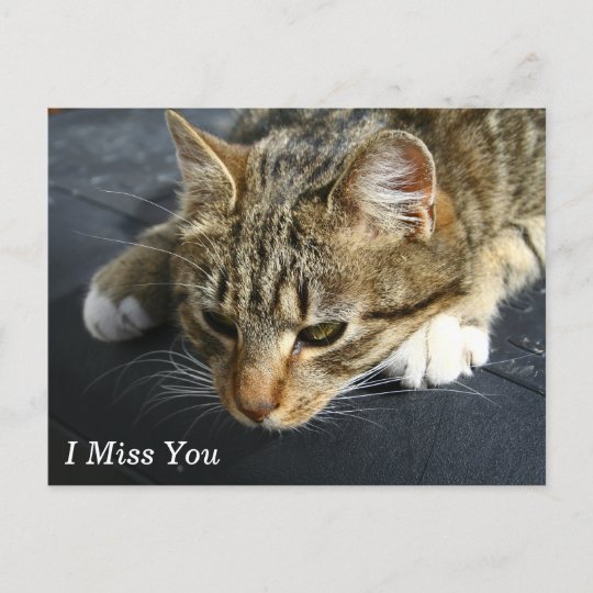 [Melancholy Cat] I Miss You Postcard | Zazzle.com