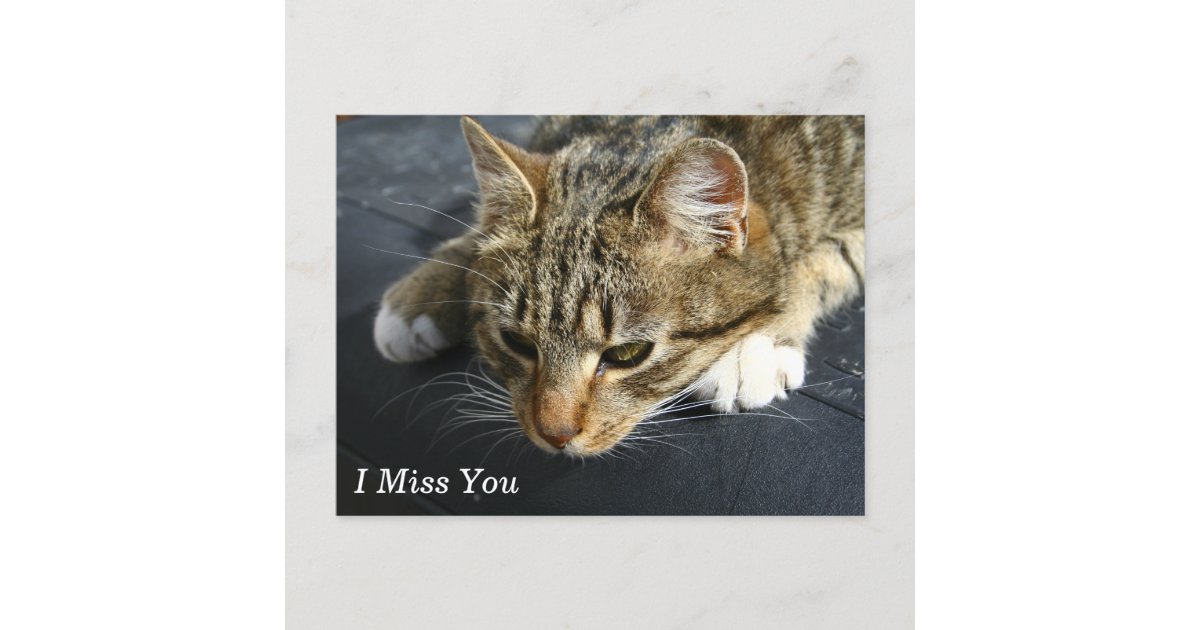 [Melancholy Cat] I Miss You Postcard | Zazzle