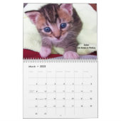 Melt Your Heart - MEOW 2016 Kitten Calendar | Zazzle