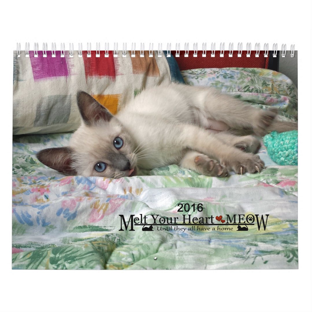 Melt Your Heart - MEOW 2016 Kitten Calendar | Zazzle