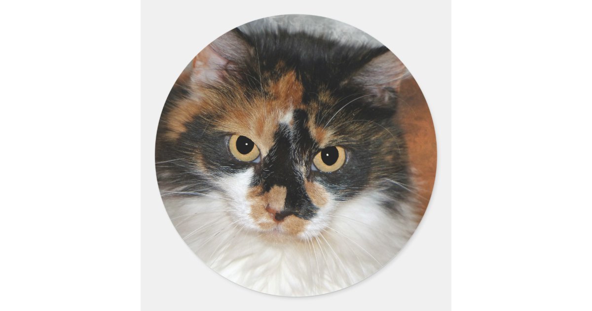 MeMeow Classic Round Sticker | Zazzle