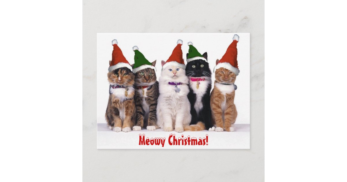 "Meowy Christmas!" Cats Holiday Postcard | Zazzle