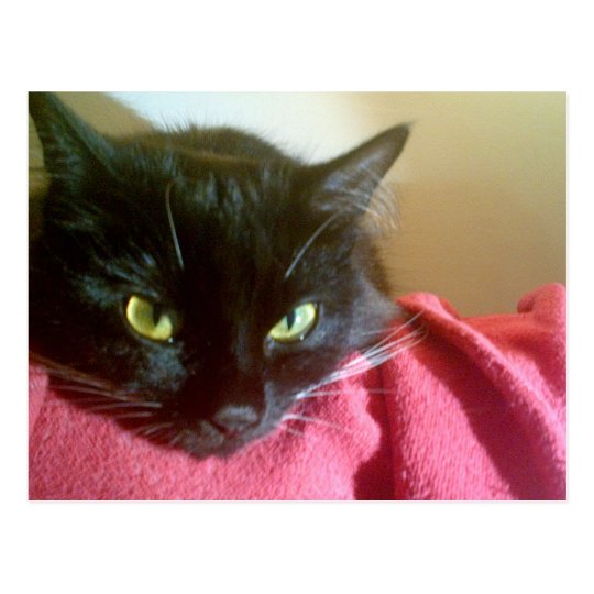 Merlin the Cat Postcard | Zazzle.com