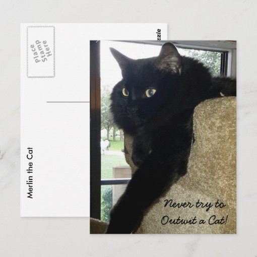 Merlin the Cat Quote Postcard | Zazzle