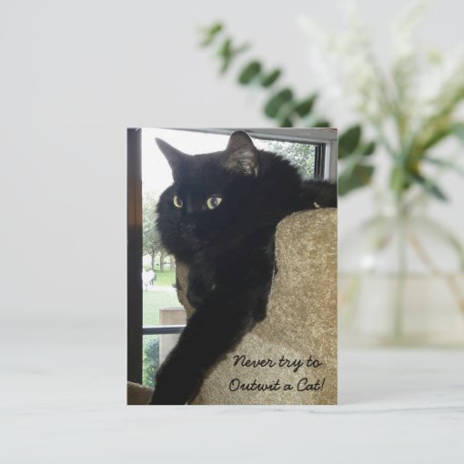 Merlin the Cat Quote Postcard | Zazzle