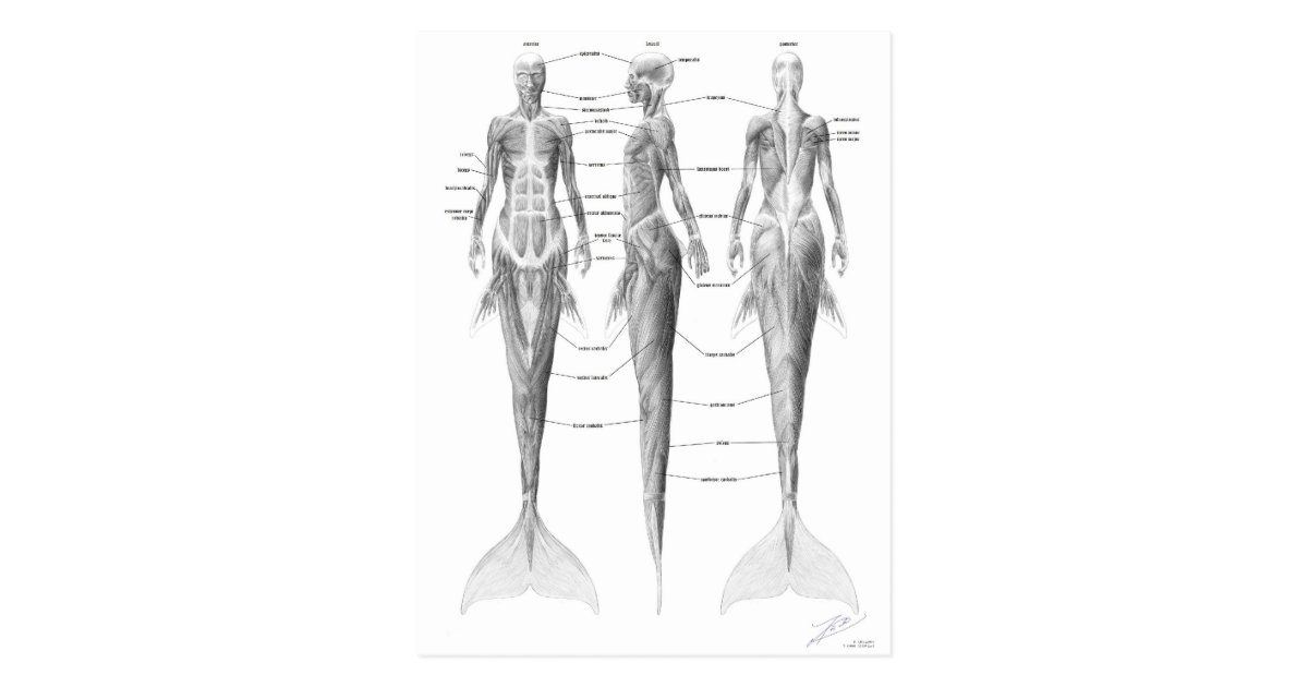 Mermaid musculature postcard | Zazzle.com