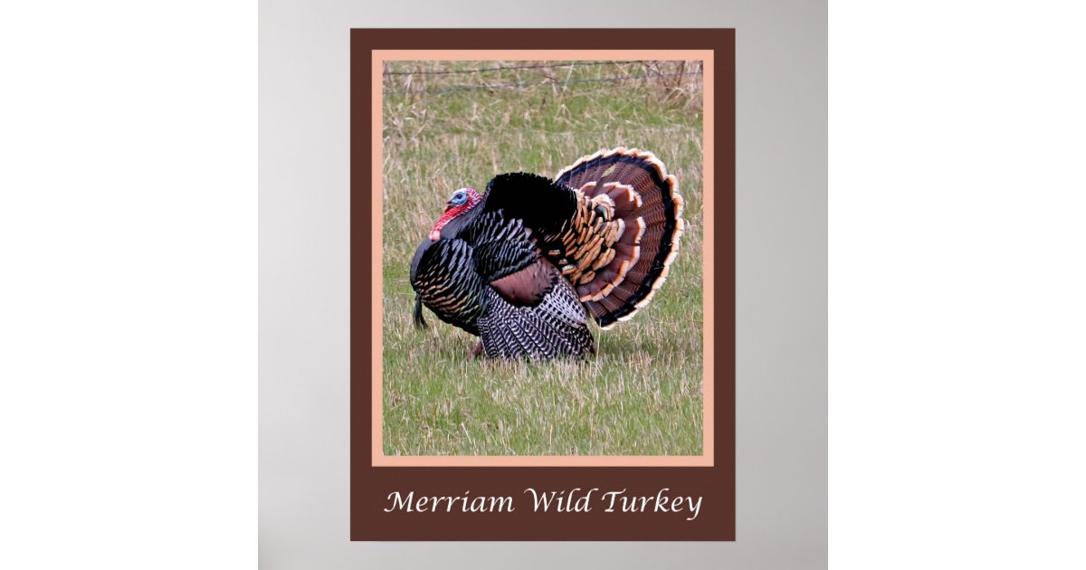 Merriam Wild Turkey Poster | Zazzle