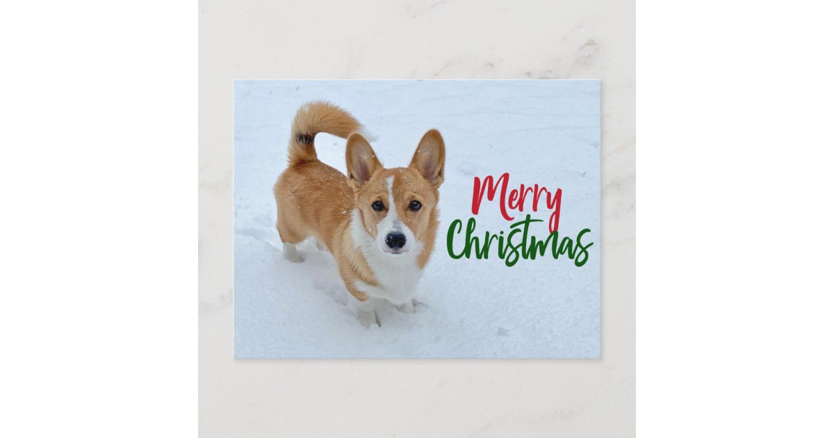 Merry Christmas Corgi Photo in Snow Beautiful Holiday Postcard | Zazzle