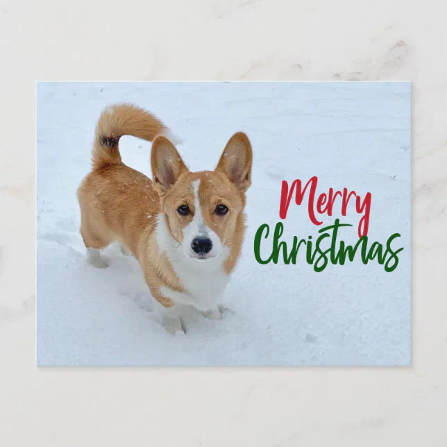 Merry Christmas Corgi Photo in Snow Beautiful Holiday Postcard | Zazzle
