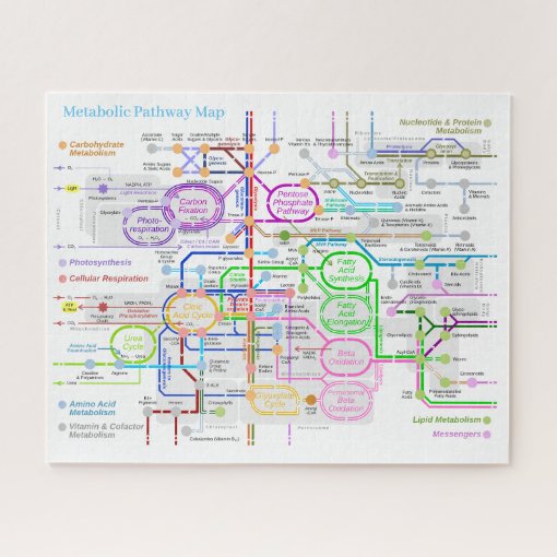 Metabolic pathway metro map jigsaw puzzle | Zazzle