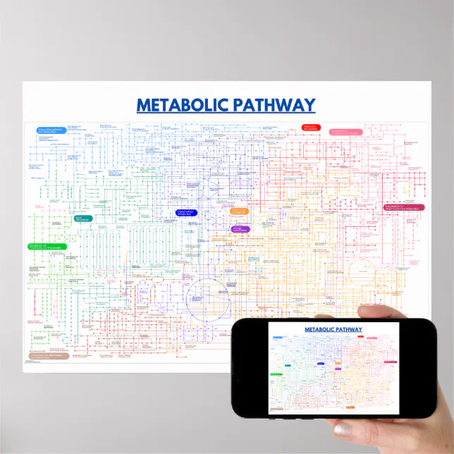 Metabolic pathway of the cell poster | Zazzle