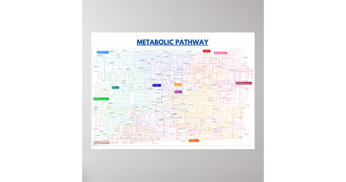 Metabolic pathway of the cell poster | Zazzle