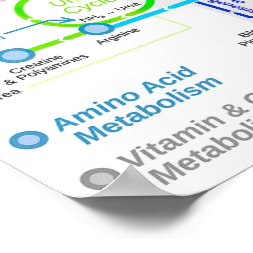 Metabolic pathway subway map poster | Zazzle