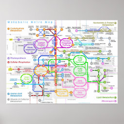 Metabolic pathway subway map poster | Zazzle