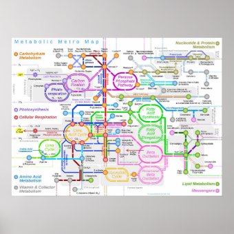 Metabolic pathway subway map poster | Zazzle