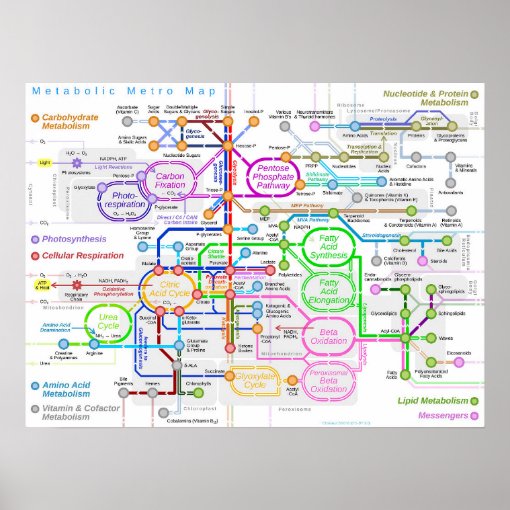 Metabolic pathway subway map poster | Zazzle