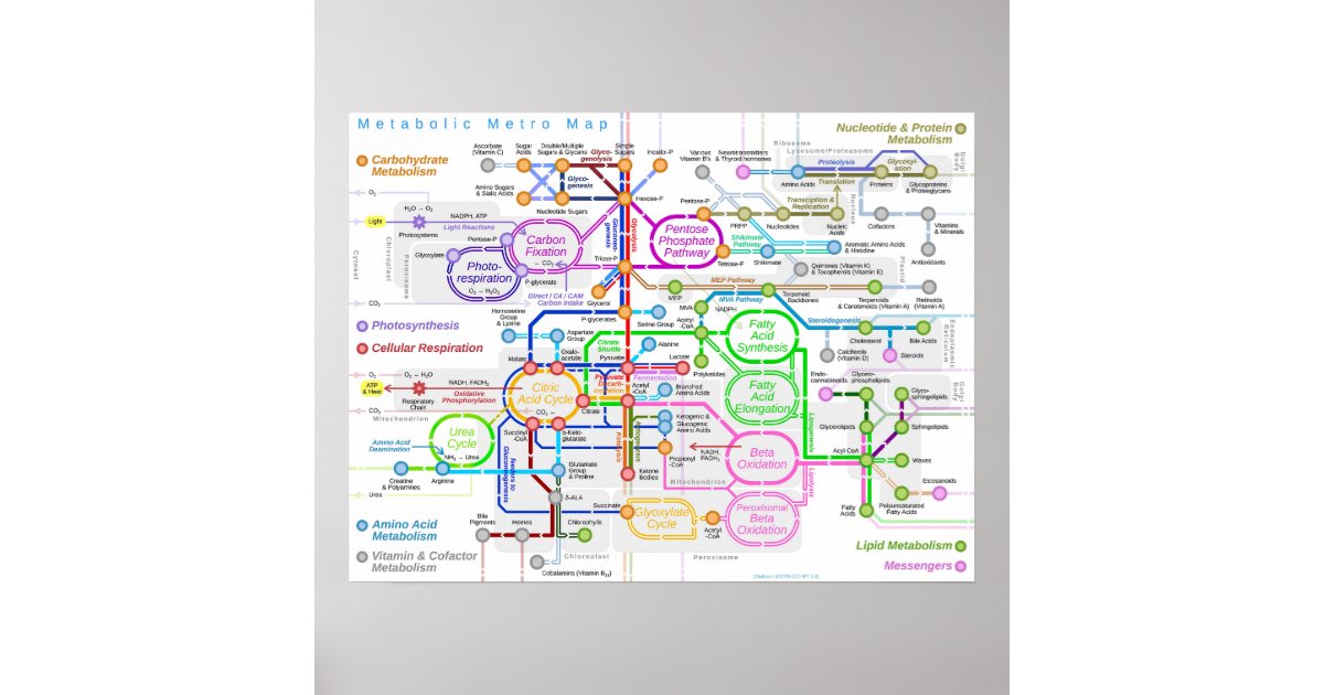 Metabolic pathway subway map poster | Zazzle