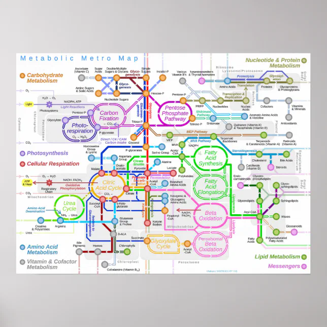 Metabolic pathway subway map poster | Zazzle