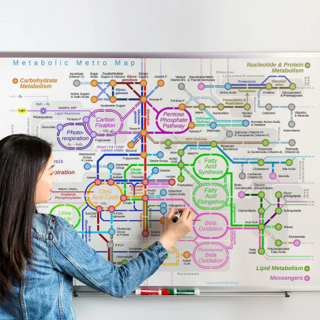 Metabolic pathway subway map poster | Zazzle