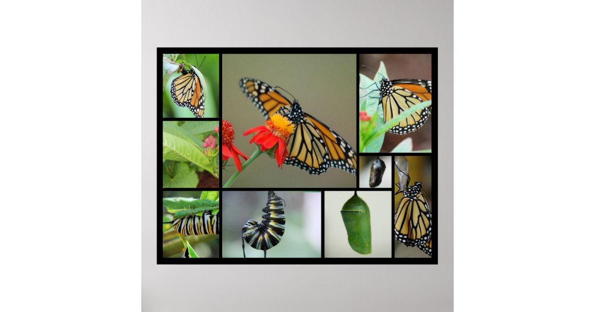 Metamorphosis Poster | Zazzle