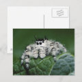 Metaphid Jumping Spider Postcard | Zazzle