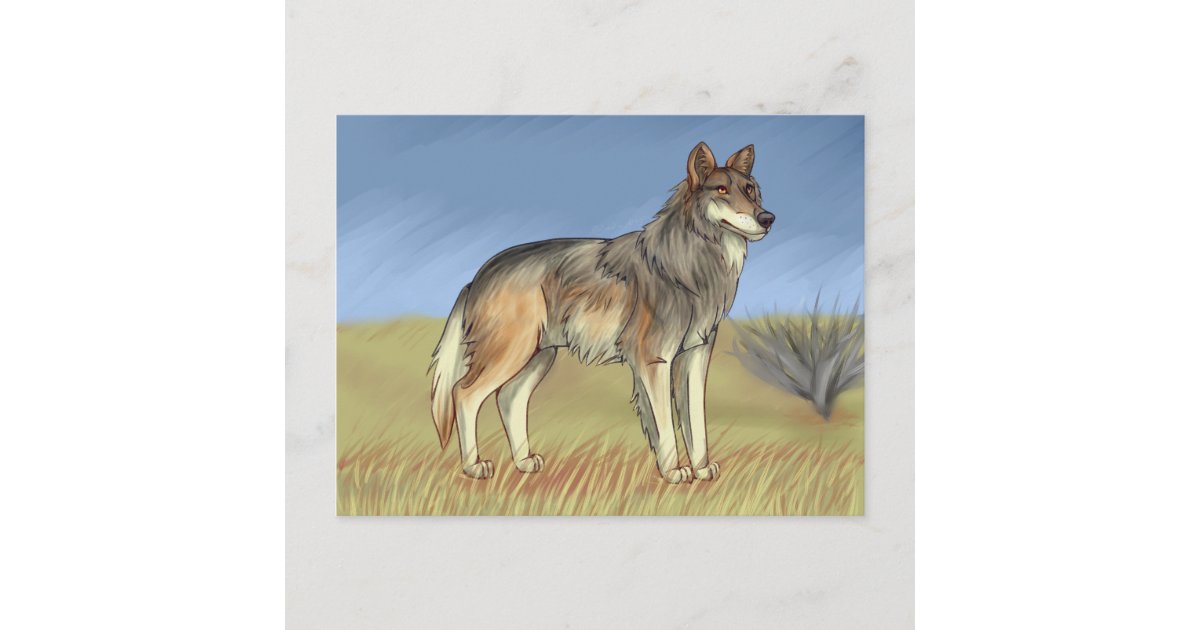 Mexican Wolf Postcard | Zazzle