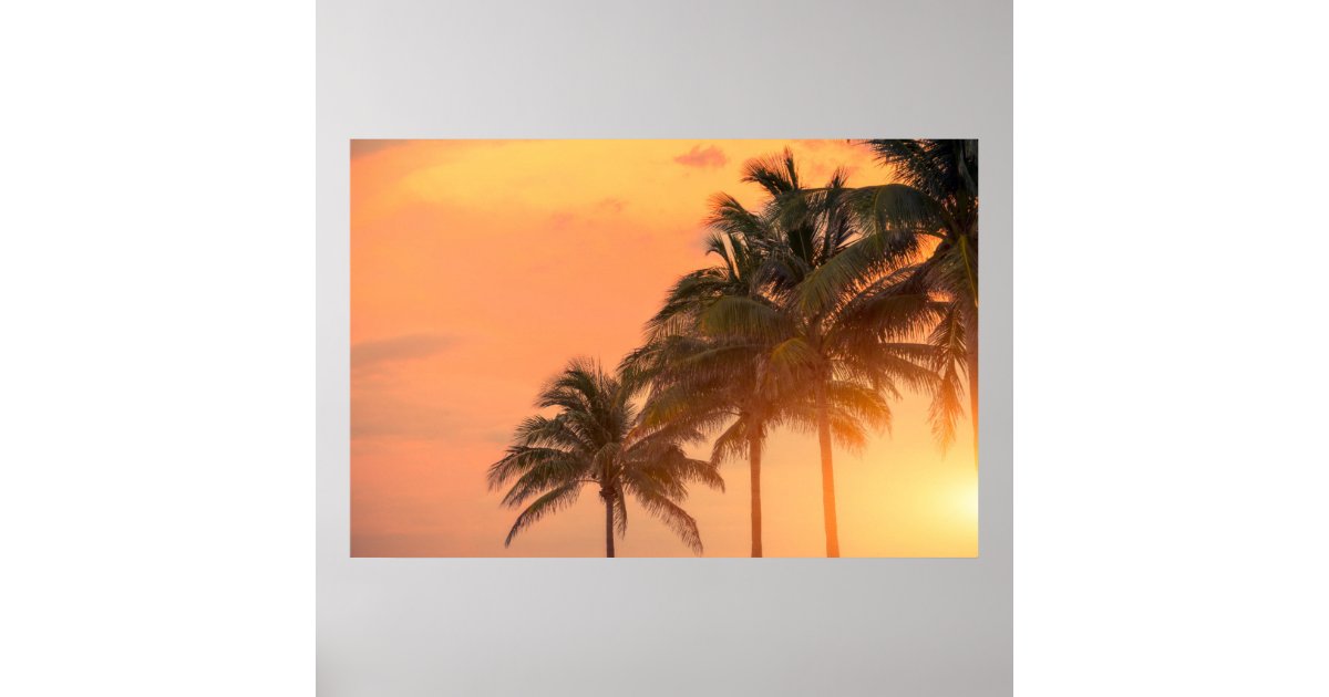 Miami Palms Poster | Zazzle