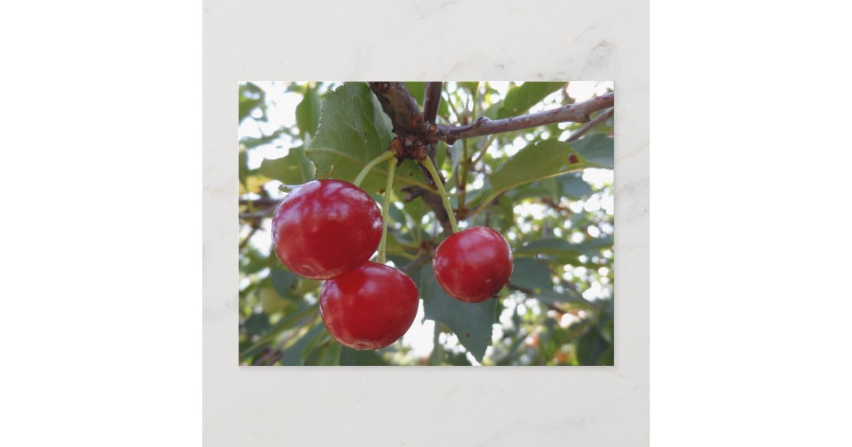 Michigan Cherries Postcard | Zazzle