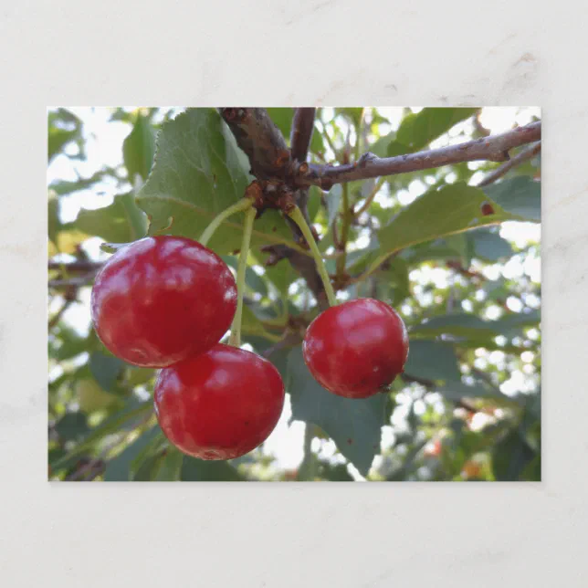 Michigan Cherries Postcard | Zazzle