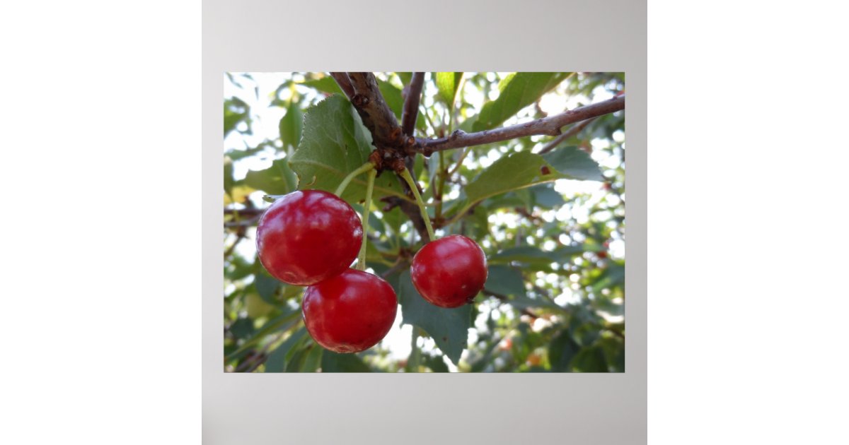Michigan Cherries Poster | Zazzle