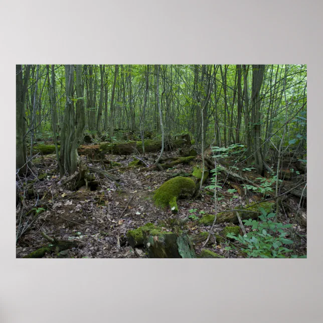 Michigan forest print | Zazzle