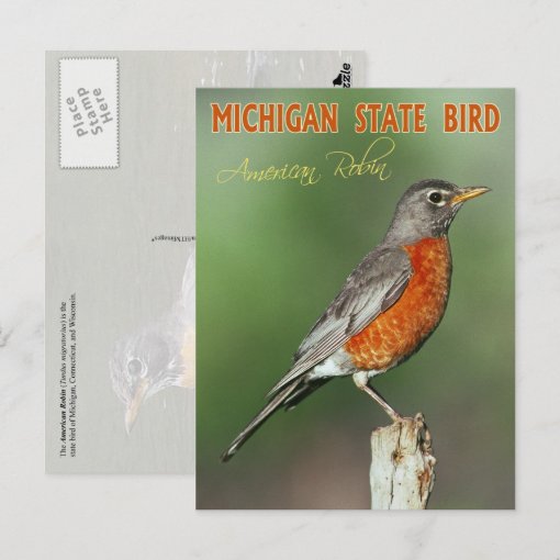 Michigan State Bird - American Robin Postcard | Zazzle