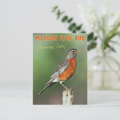 Michigan State Bird - American Robin Postcard | Zazzle