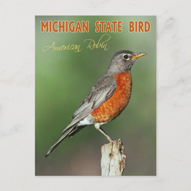 Michigan State Bird - American Robin Postcard | Zazzle