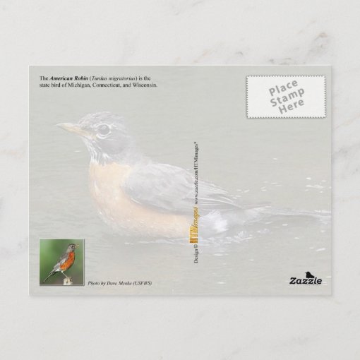 Michigan State Bird - American Robin Postcard | Zazzle