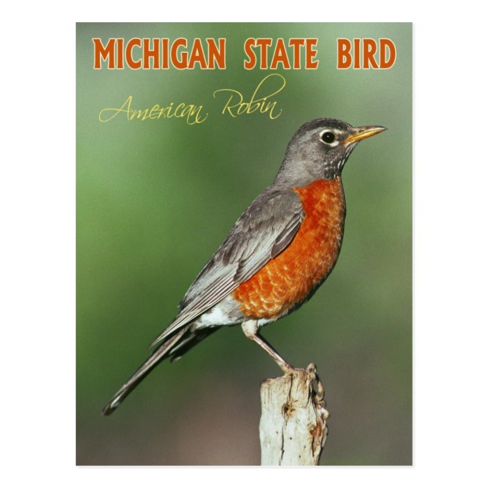 Michigan State Bird - American Robin Postcard | Zazzle.com