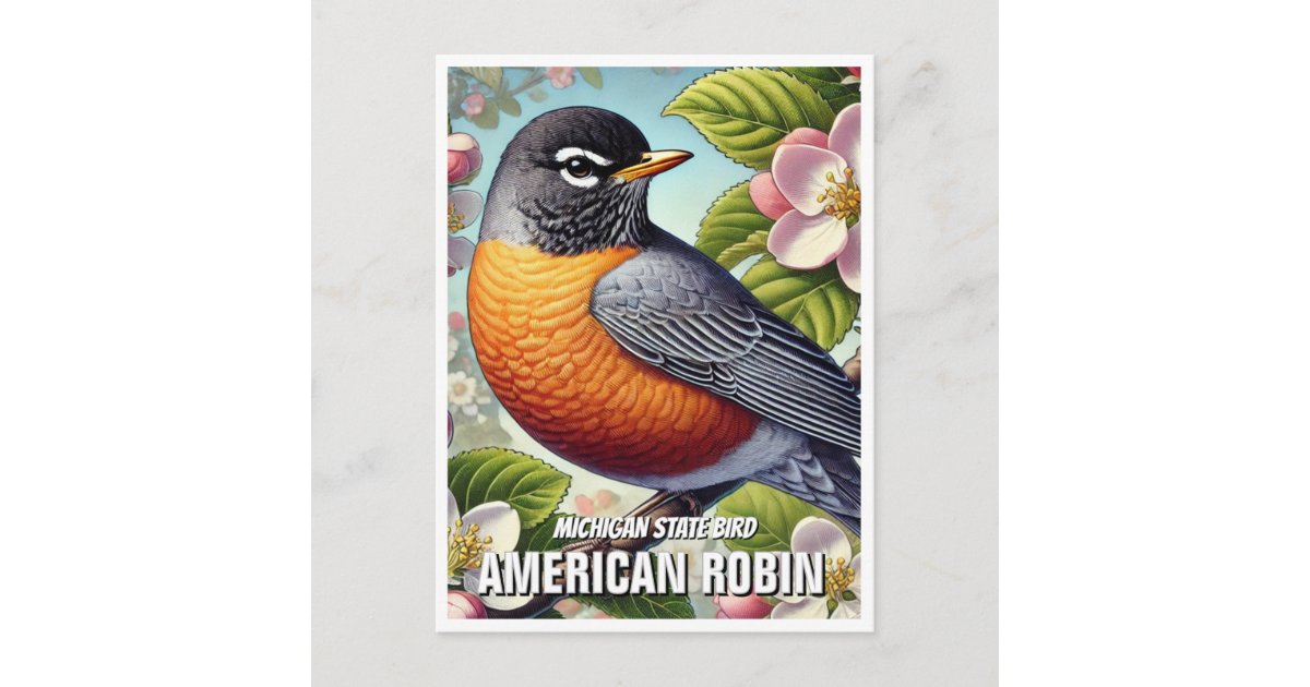 Michigan State Bird American Robin Postcard | Zazzle