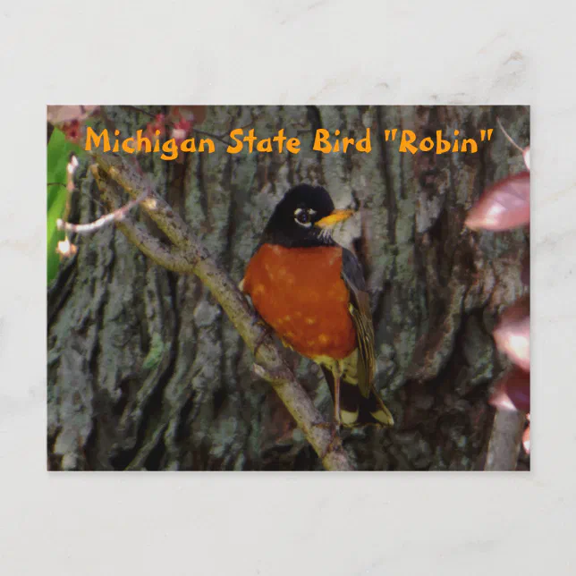 Michigan State Bird Robin Postcard | Zazzle