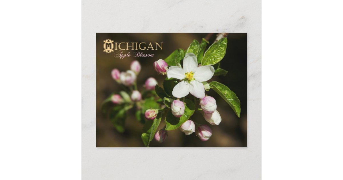 Michigan State Flower: Apple Blossom Postcard | Zazzle