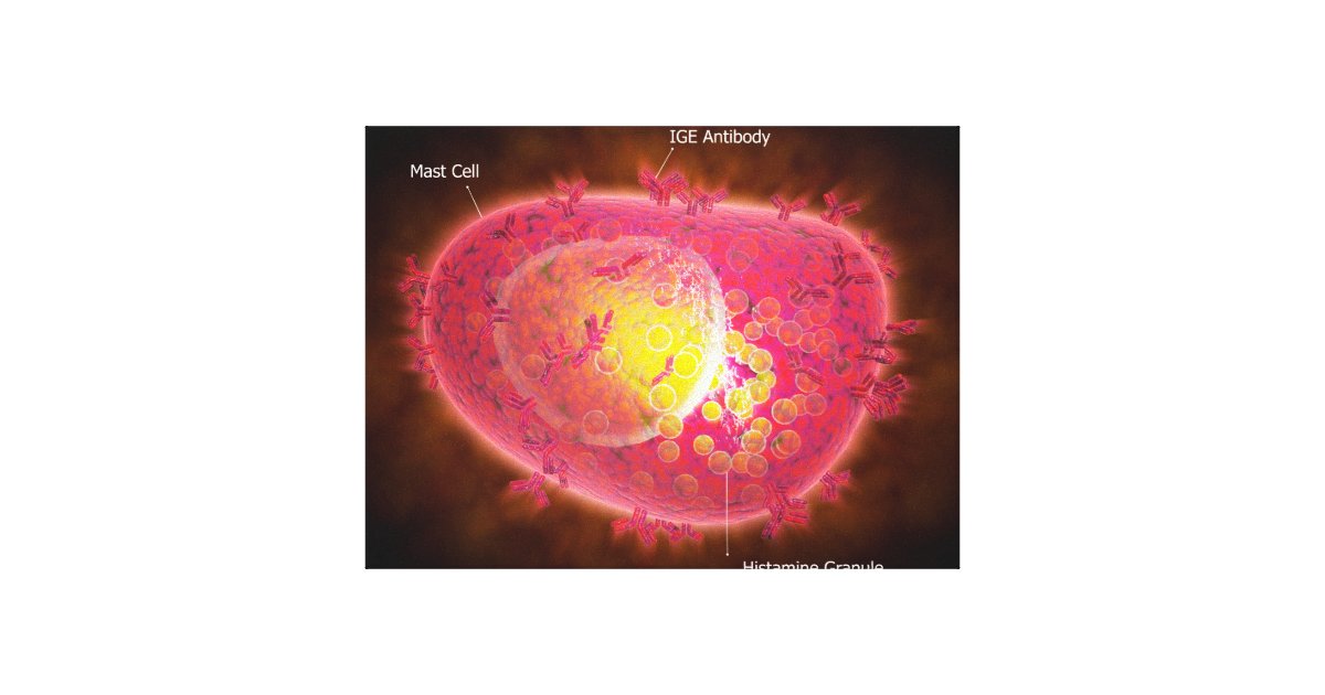 Microscopic View Of A Mast Cell Canvas Print | Zazzle