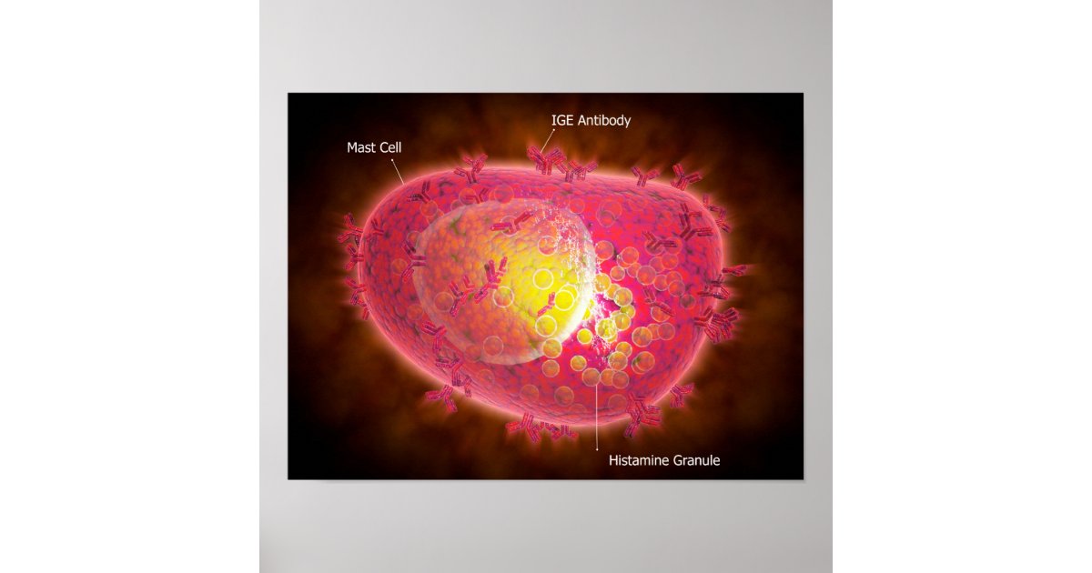 Microscopic View Of A Mast Cell Poster | Zazzle