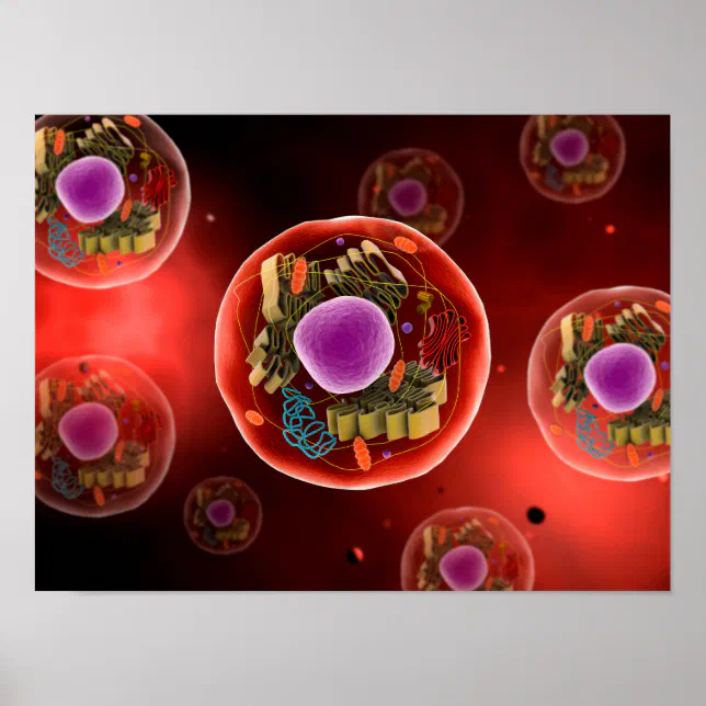 Microscopic View Of Animal Cell 2 Poster | Zazzle